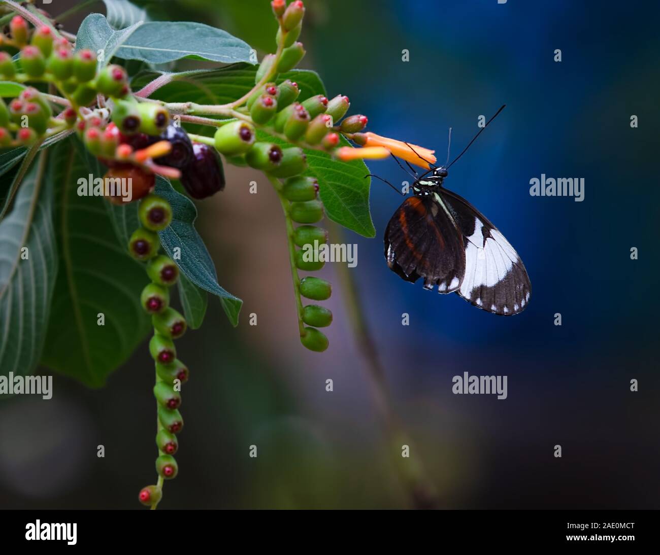 Tiger Longwing Golden Helicon butterfly Heliconius hecale Plants Stock ...