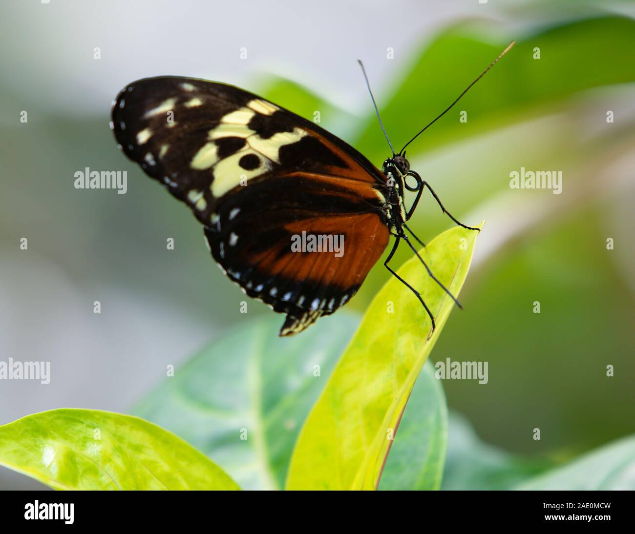 Tiger Longwing Golden Helicon butterfly Heliconius hecale Close Leaf Stock Photo - Alamy
