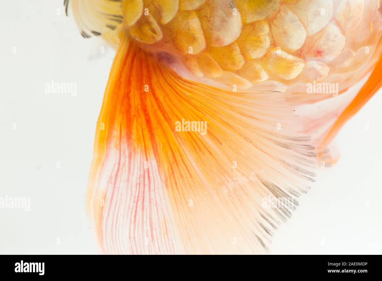 Beautiful Orange Oranda Goldfish (Carassius auratus) diving in fresh water glass tank isolated ...