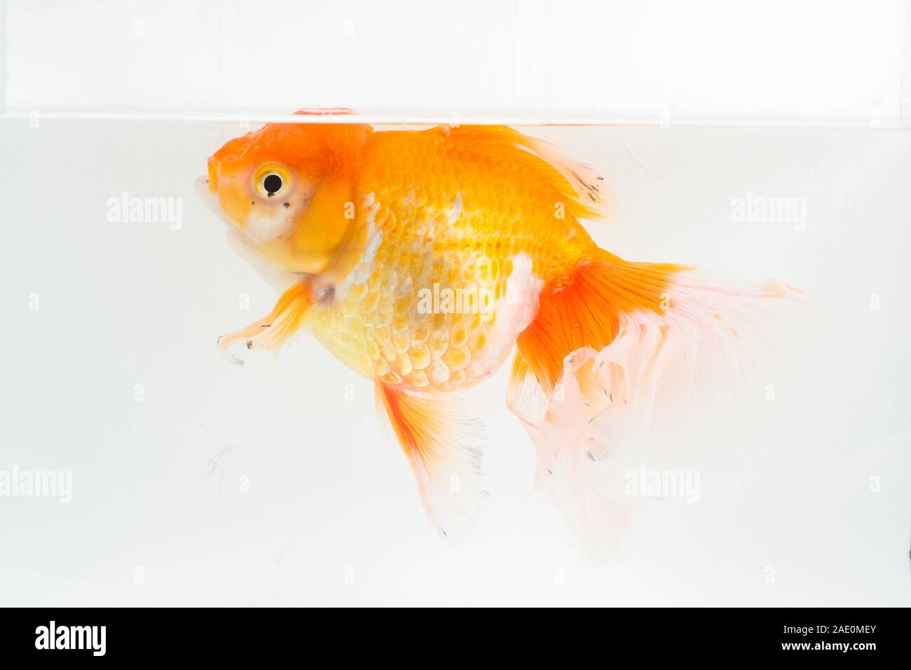 Beautiful Orange Oranda Goldfish (Carassius auratus) diving in fresh water glass tank isolated ...