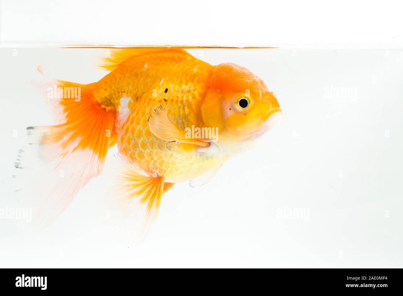 Beautiful Orange Oranda Goldfish (Carassius auratus) diving in fresh ...