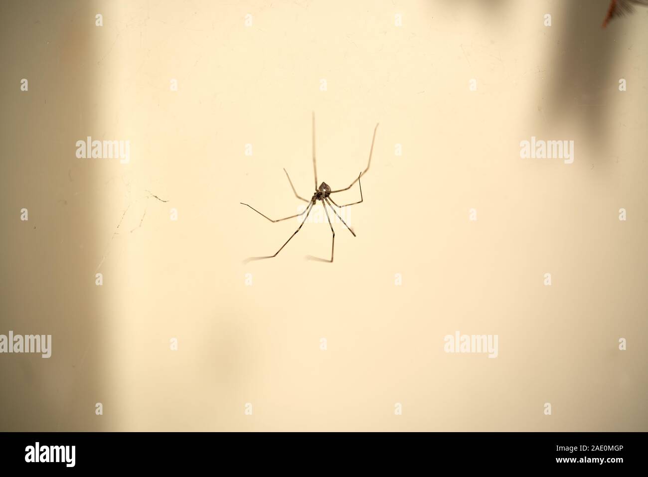 Spider element hi-res stock photography and images - Alamy