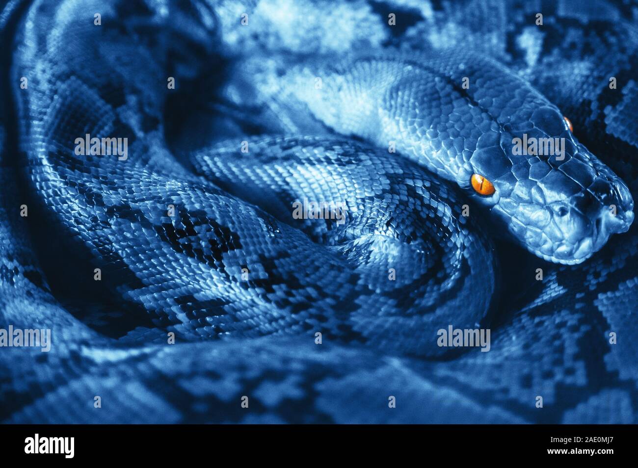 Python resting switches rings. Snake farm in Thailand Stock Photo - Alamy