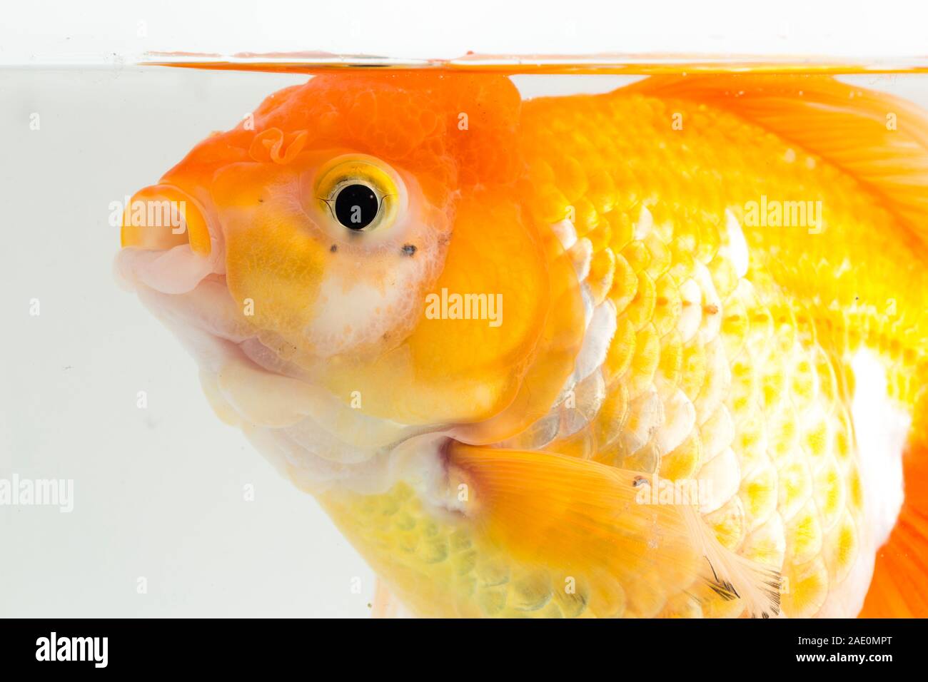 Beautiful Orange Oranda Goldfish (Carassius auratus) diving in fresh ...