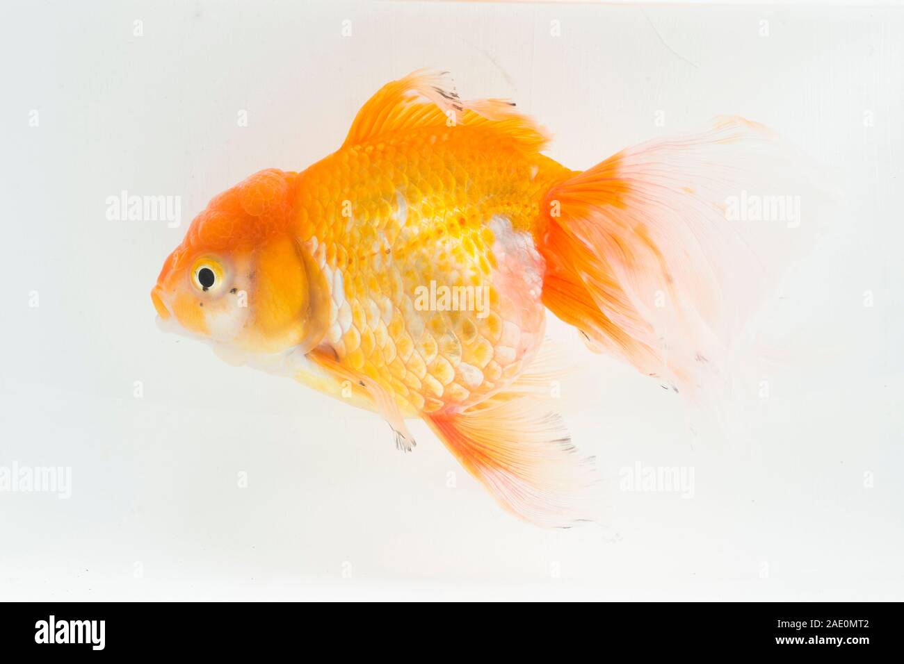 Beautiful Orange Oranda Goldfish (Carassius auratus) diving in fresh water glass tank isolated ...