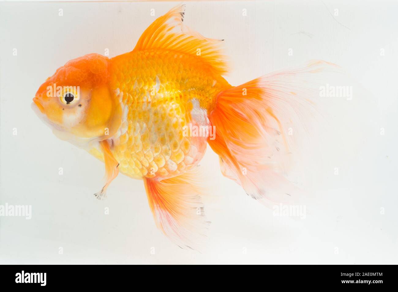 Beautiful Orange Oranda Goldfish (Carassius auratus) diving in fresh ...