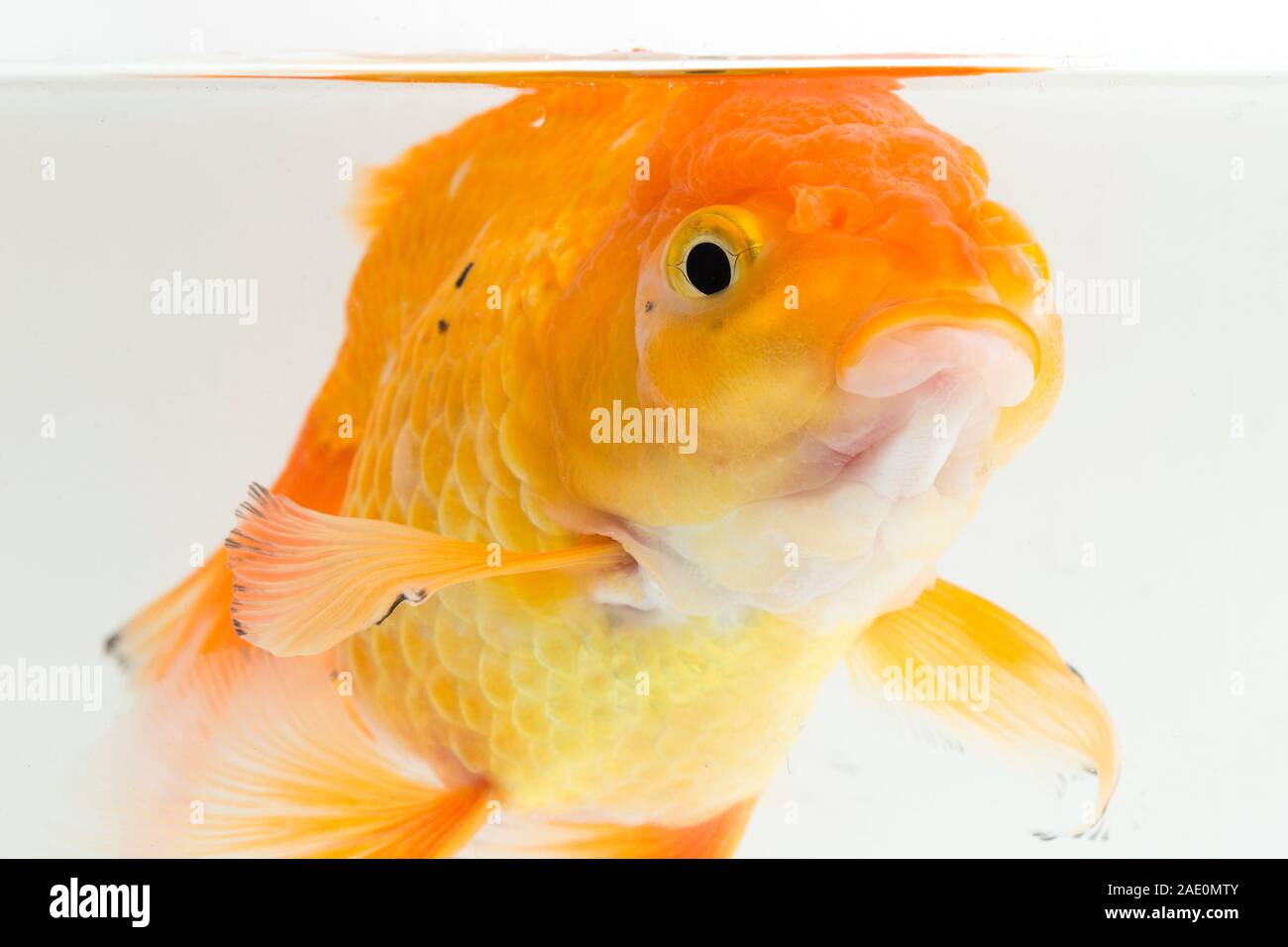 Beautiful Orange Oranda Goldfish (Carassius auratus) diving in fresh water glass tank isolated ...