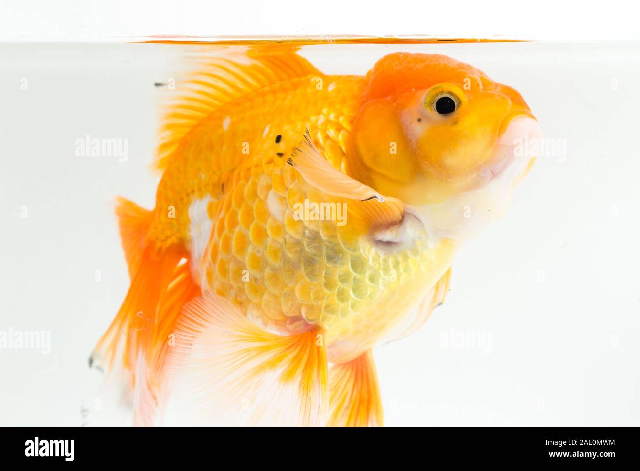 Beautiful Orange Oranda Goldfish (Carassius auratus) diving in fresh water glass tank isolated ...