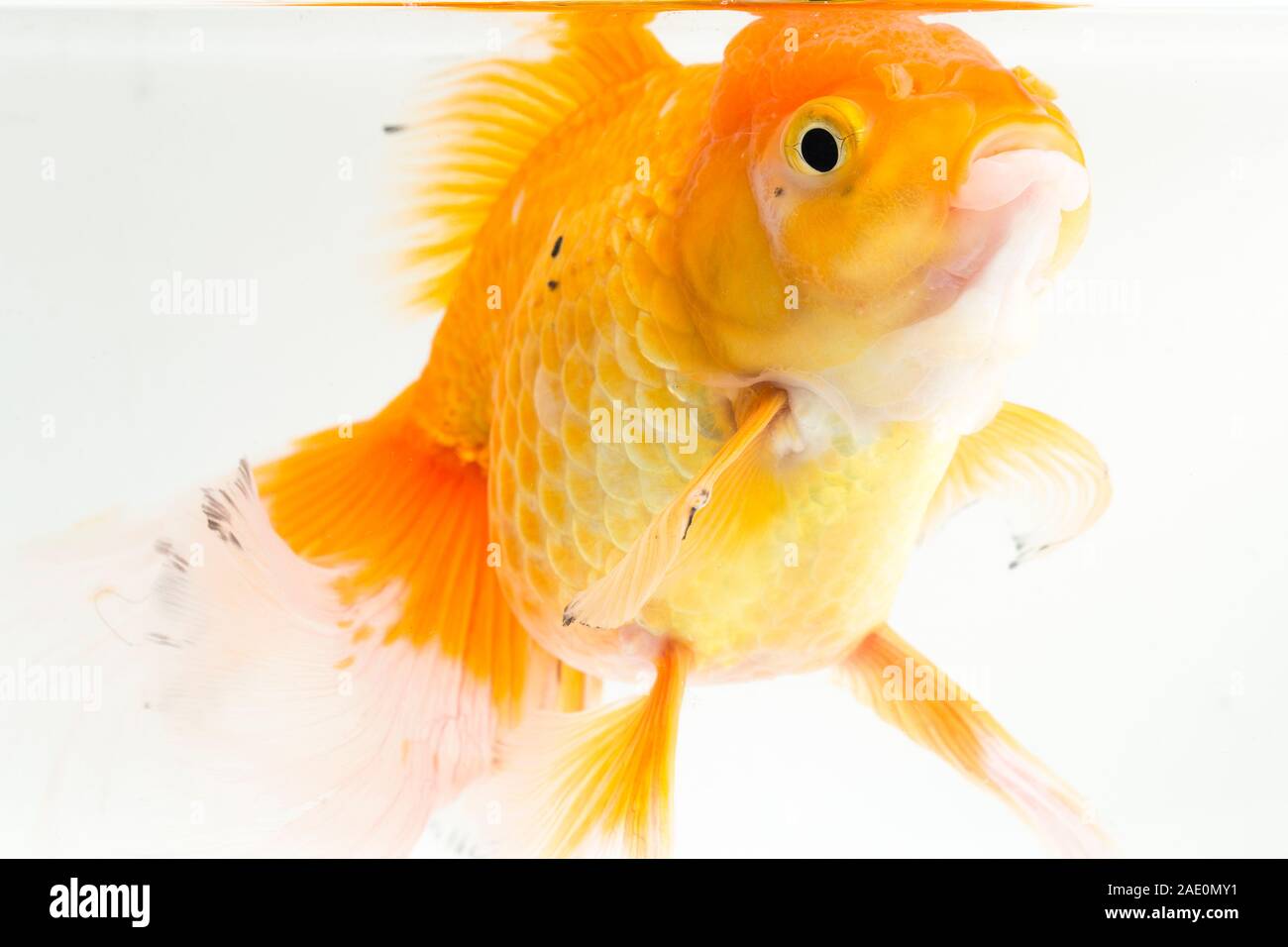 Beautiful Orange Oranda Goldfish (Carassius auratus) diving in fresh water glass tank isolated ...