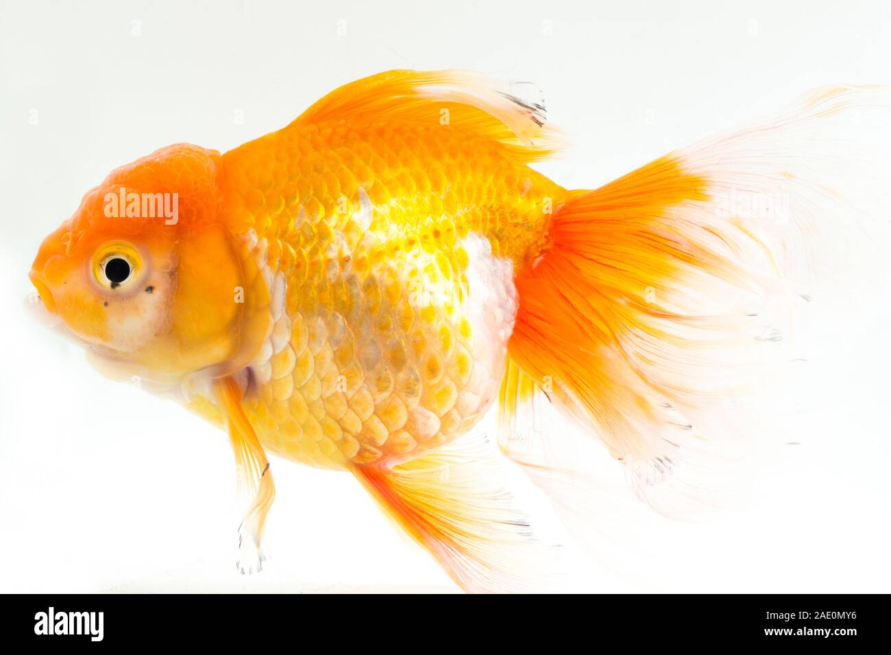 Beautiful Orange Oranda Goldfish (Carassius auratus) diving in fresh water glass tank isolated ...
