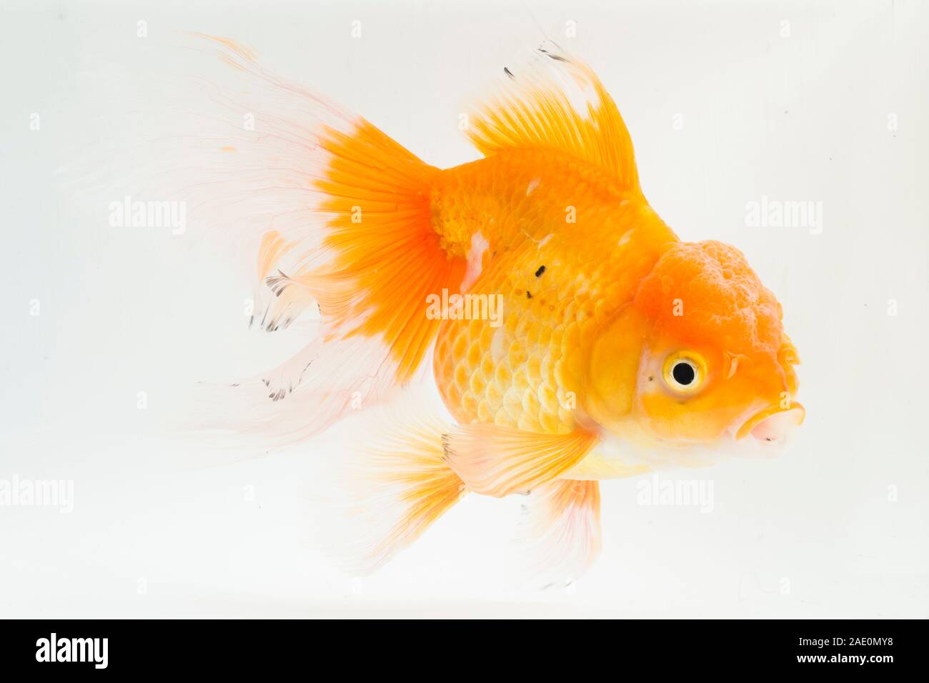 Beautiful Orange Oranda Goldfish (Carassius auratus) diving in fresh water glass tank isolated ...