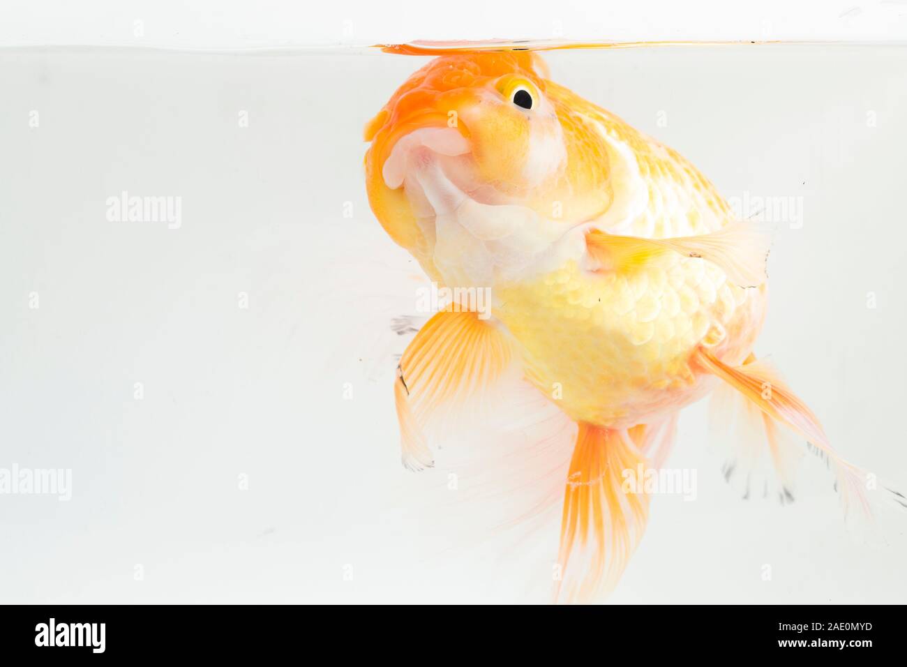 Beautiful Orange Oranda Goldfish (Carassius auratus) diving in fresh water glass tank isolated ...