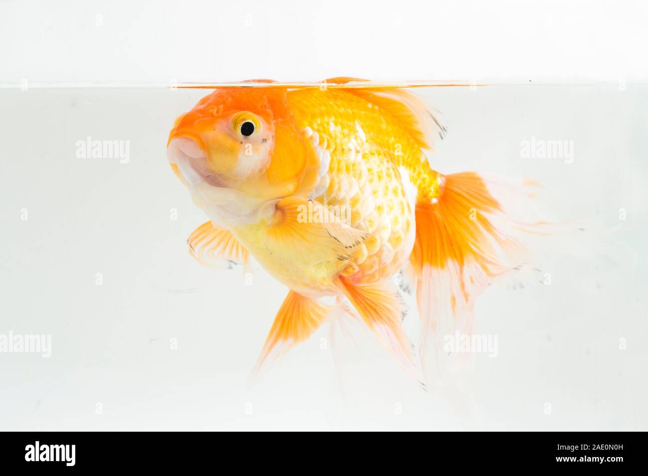 Beautiful Orange Oranda Goldfish (Carassius auratus) diving in fresh water glass tank isolated ...