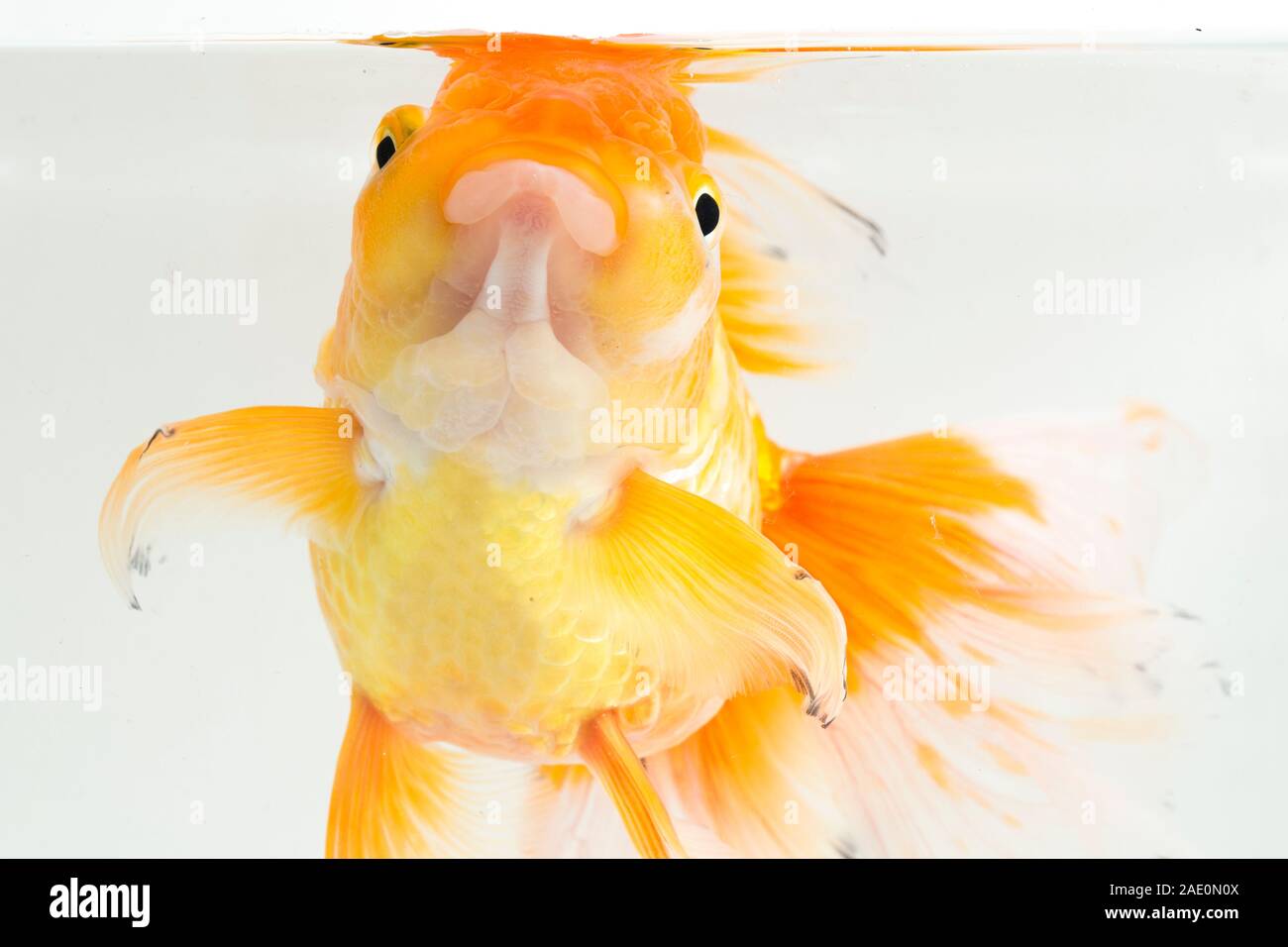 Beautiful Orange Oranda Goldfish (Carassius auratus) diving in fresh water glass tank isolated ...