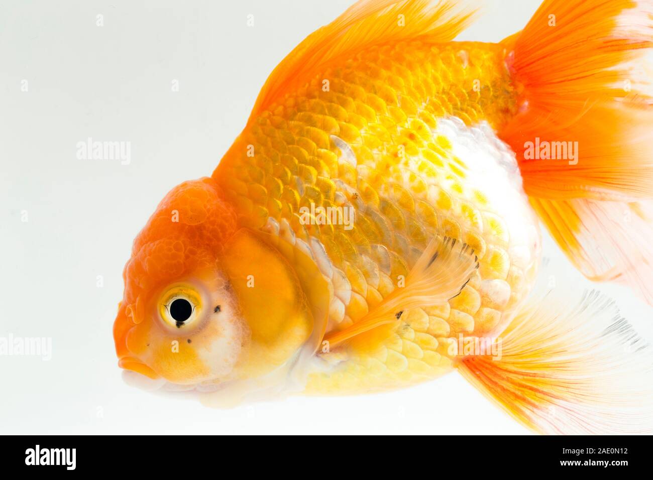 Beautiful Orange Oranda Goldfish (Carassius auratus) diving in fresh water glass tank isolated ...
