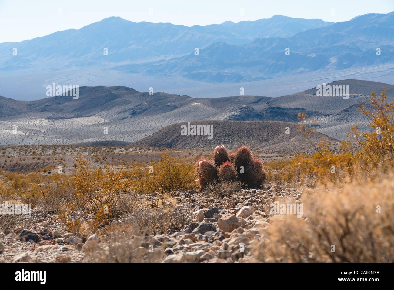 Cacti in desert. Death Valley National Park, California Stock Photo - Alamy