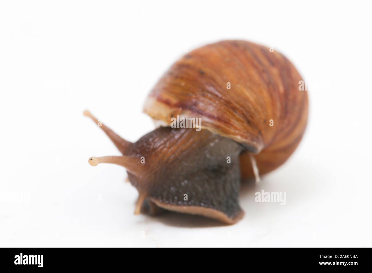 Giant African land snail (Achatina fulica) isolated on a white ...