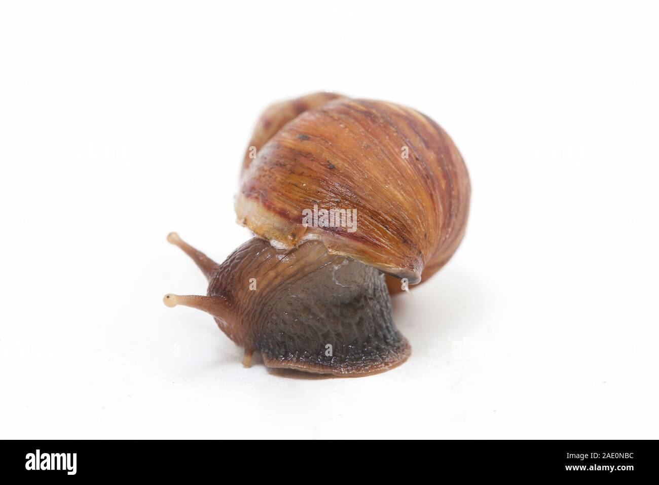 Giant African land snail (Achatina fulica) isolated on a white ...