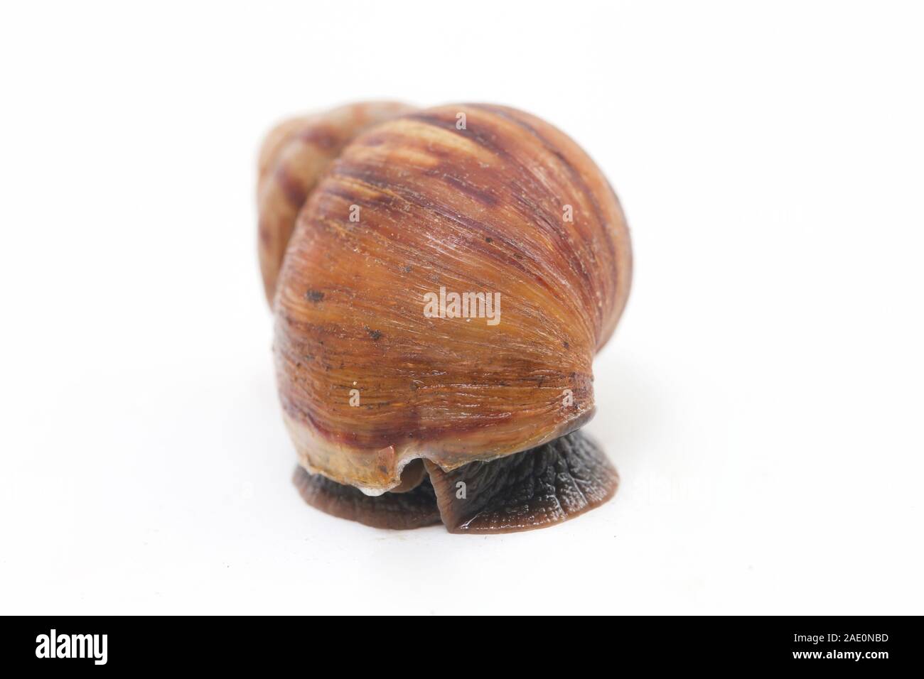 Giant African land snail (Achatina fulica) isolated on a white ...