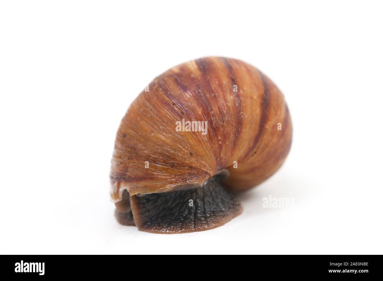 Giant African land snail (Achatina fulica) isolated on a white ...