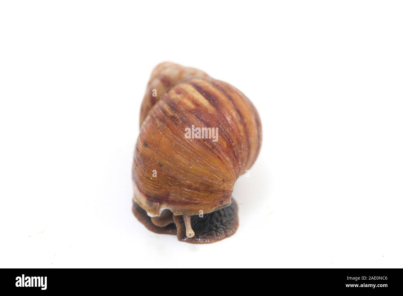 Giant African land snail (Achatina fulica) isolated on a white ...