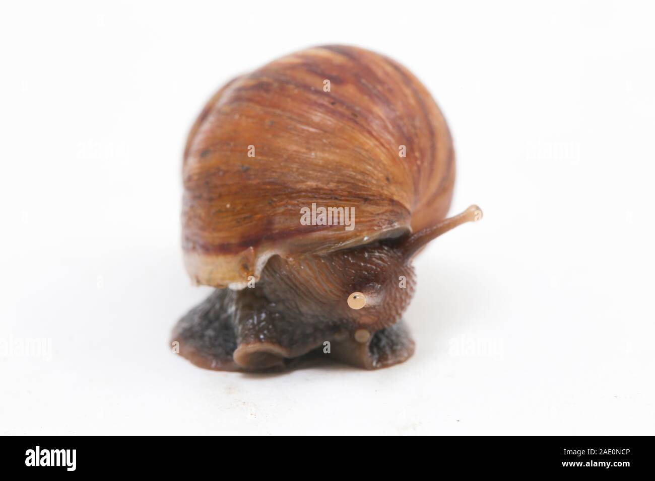 Giant African land snail (Achatina fulica) isolated on a white ...