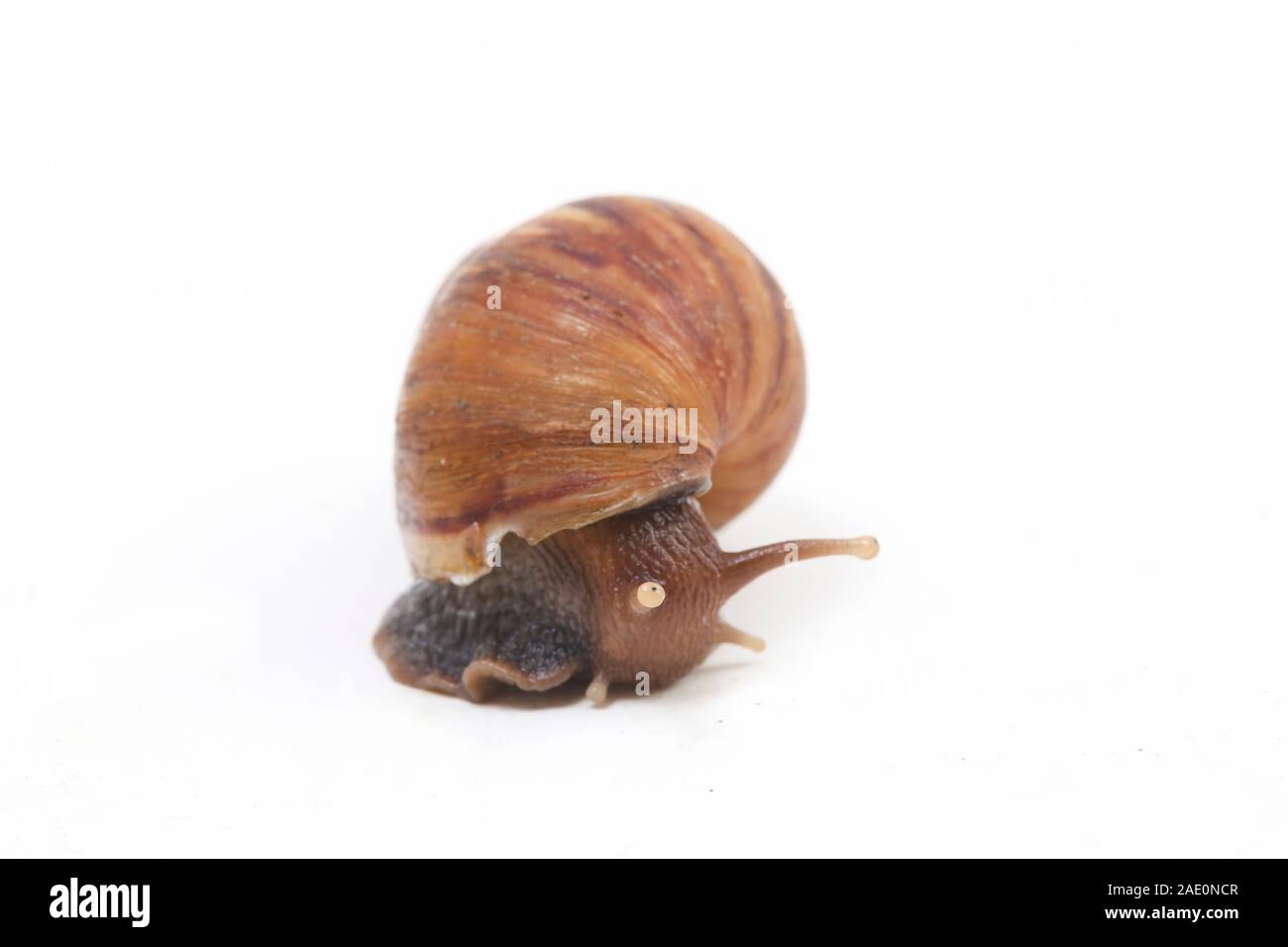 Giant African land snail (Achatina fulica) isolated on a white ...