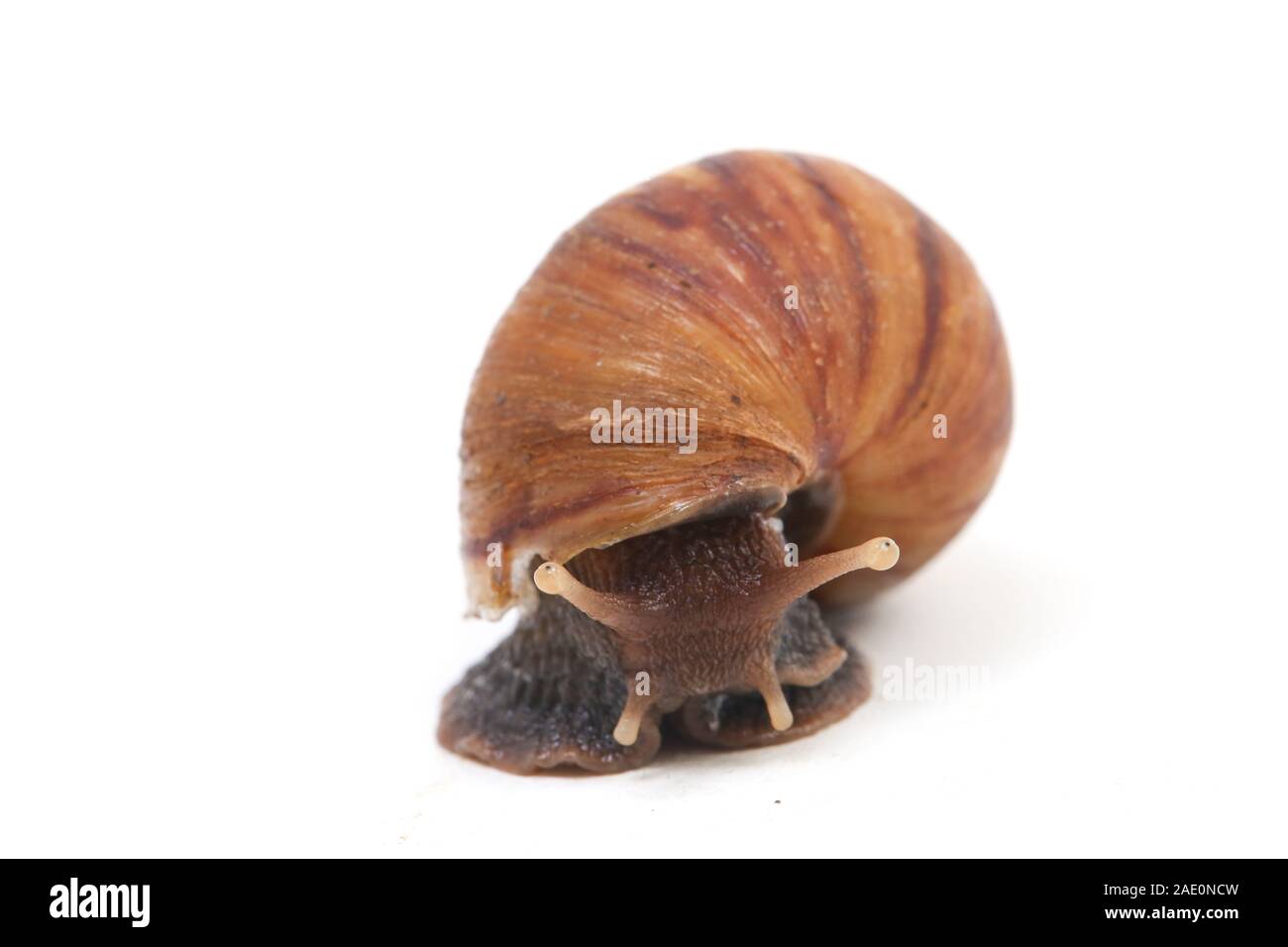 Giant African land snail (Achatina fulica) isolated on a white ...