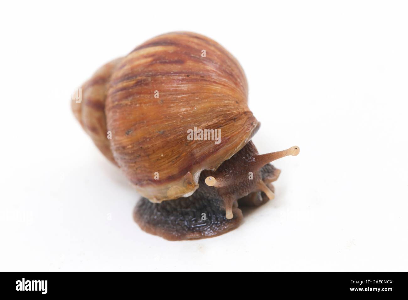 Giant African land snail (Achatina fulica) isolated on a white ...