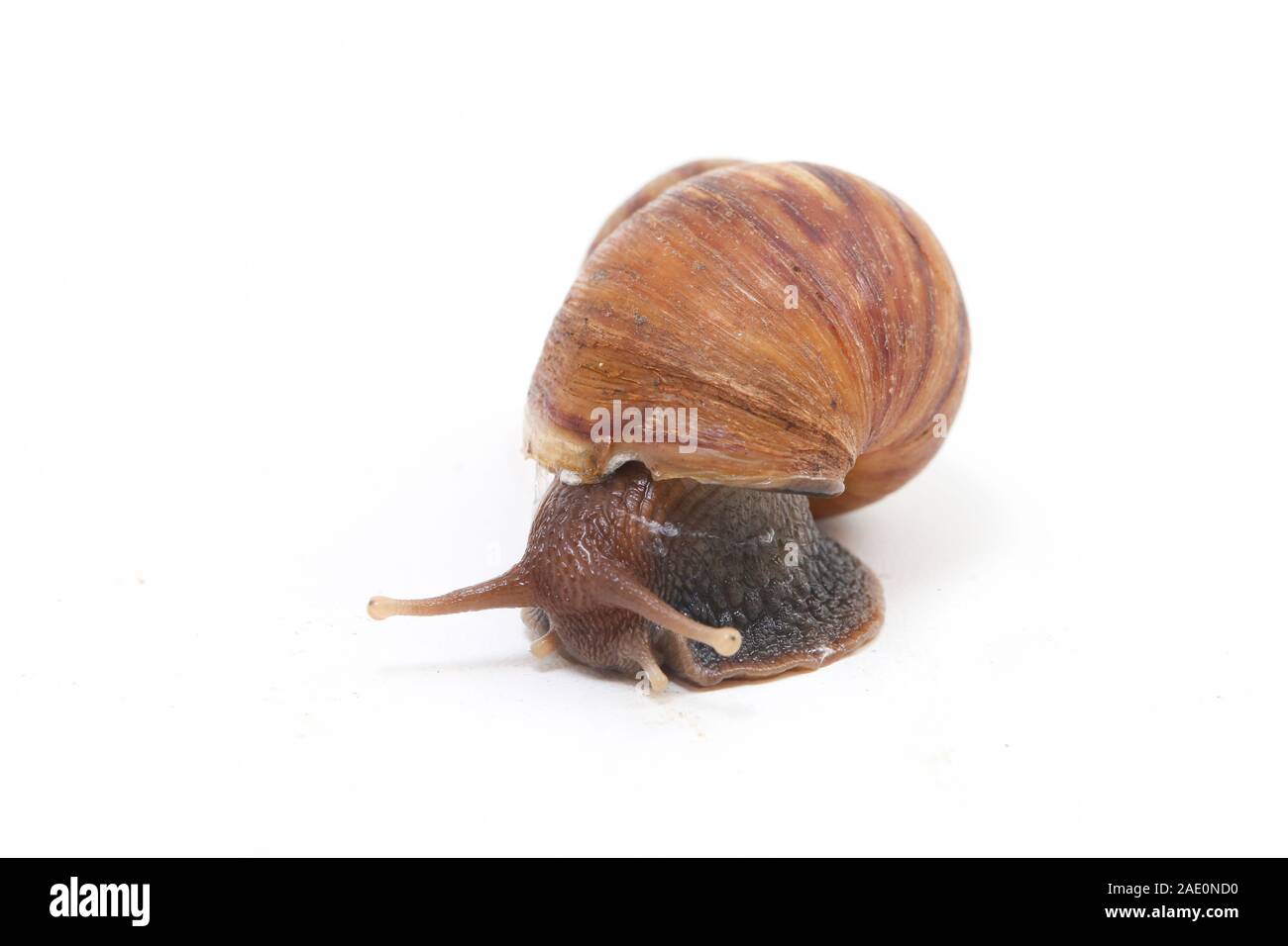 Giant African land snail (Achatina fulica) isolated on a white ...
