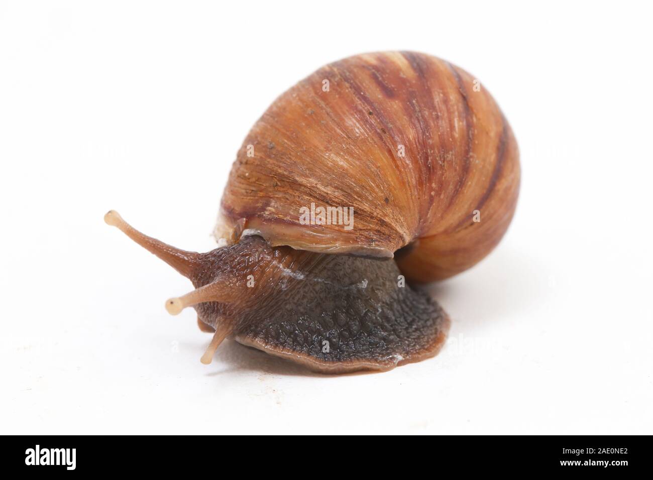 Giant African land snail (Achatina fulica) isolated on a white ...