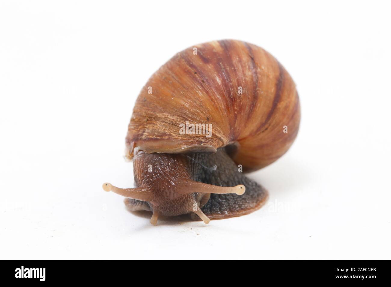 Giant African Land Snail Achatina Fulica Isolated On A White