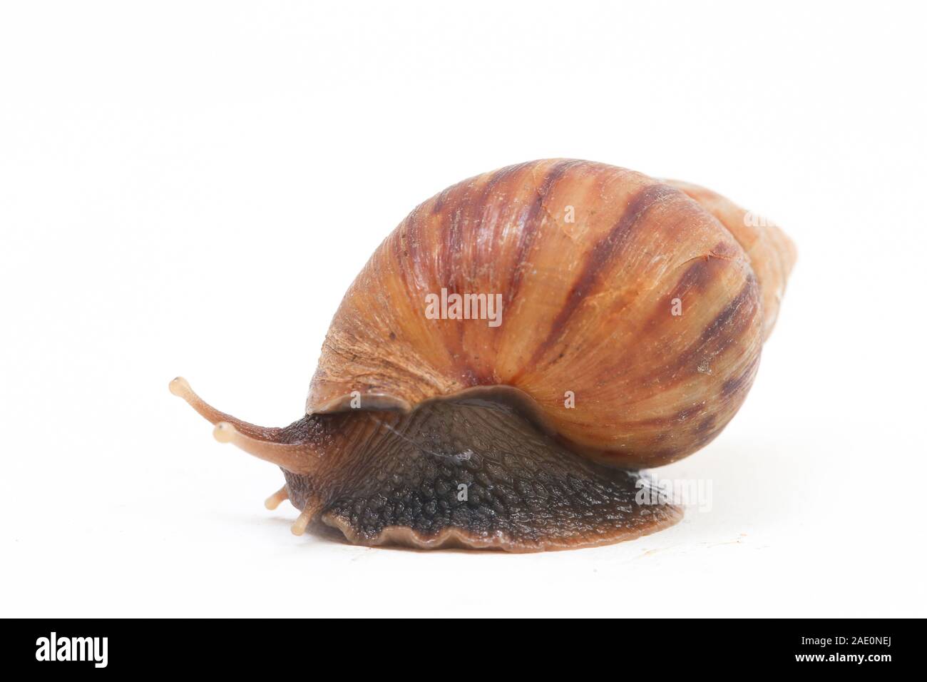 Giant African land snail (Achatina fulica) isolated on a white ...