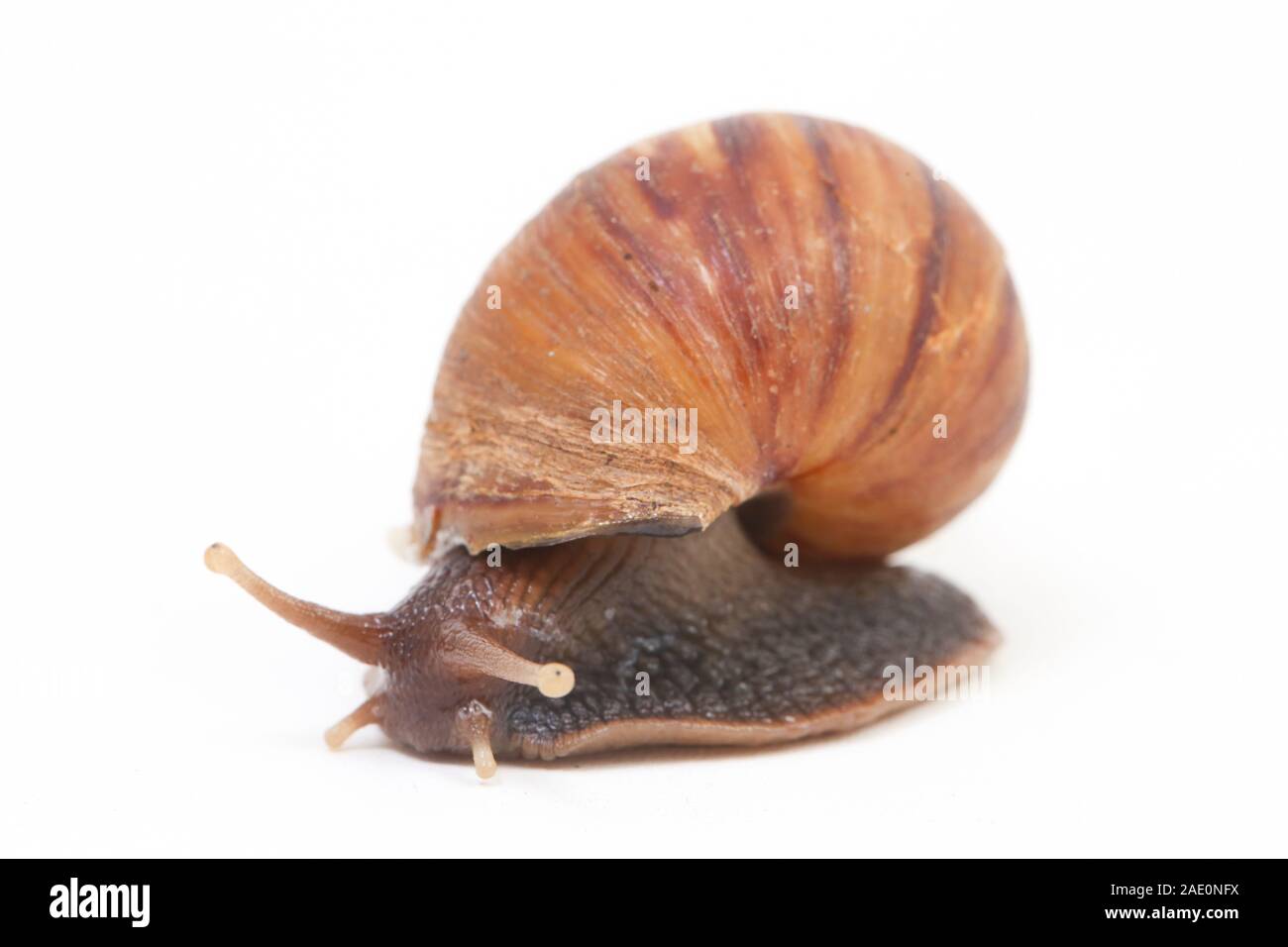 Giant African land snail (Achatina fulica) isolated on a white ...