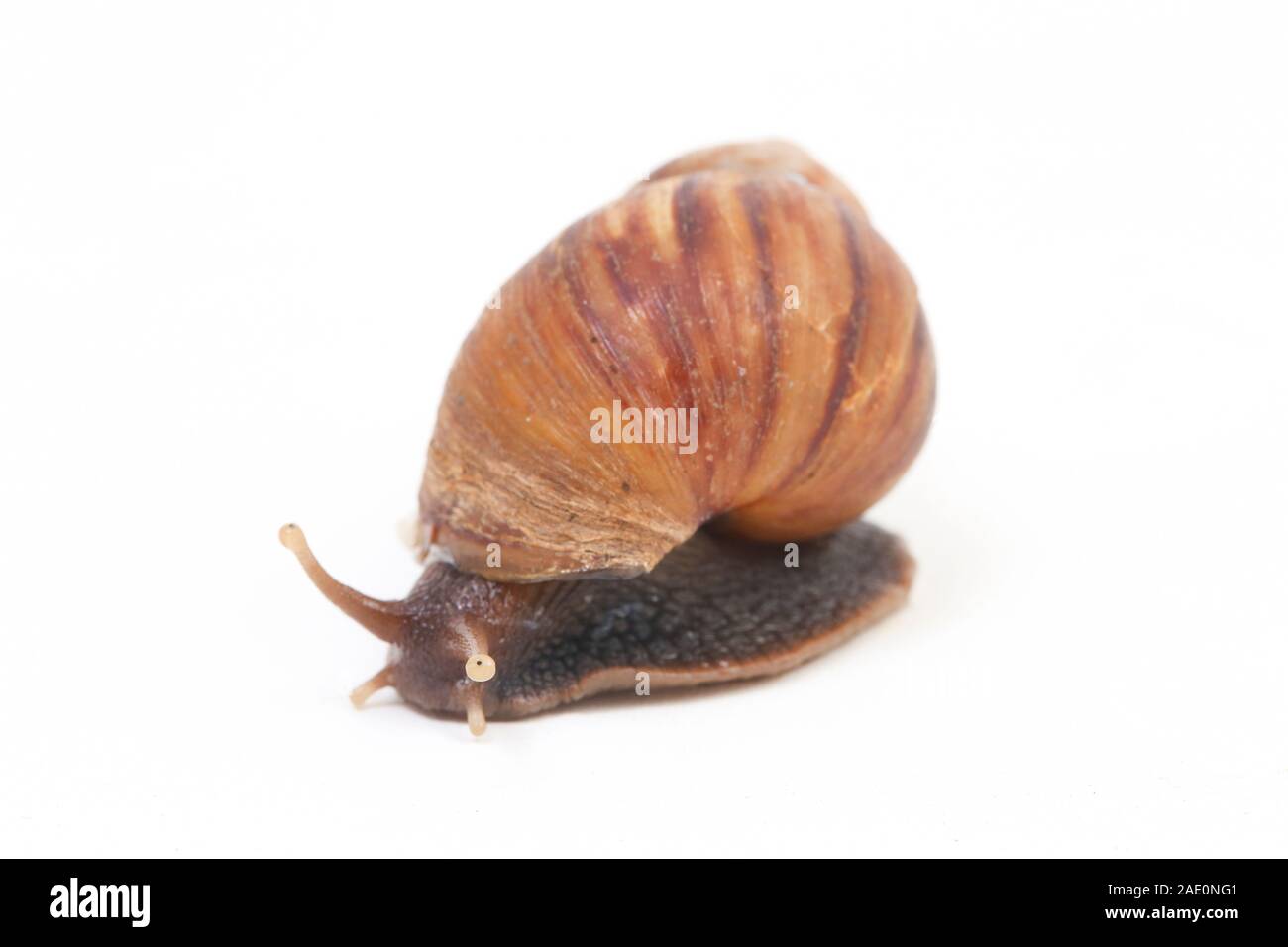 Giant African land snail (Achatina fulica) isolated on a white ...