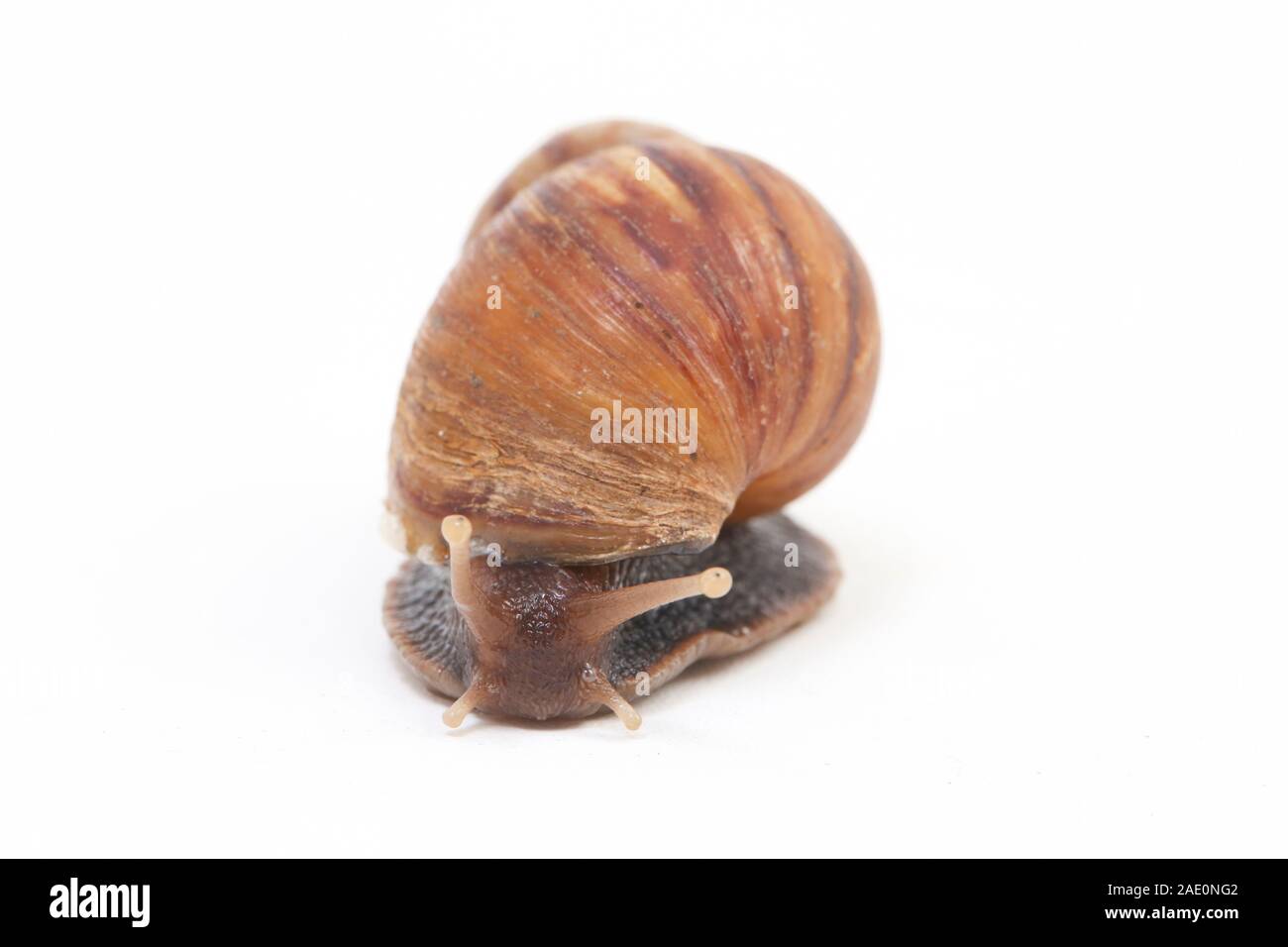 Giant African land snail (Achatina fulica) isolated on a white ...