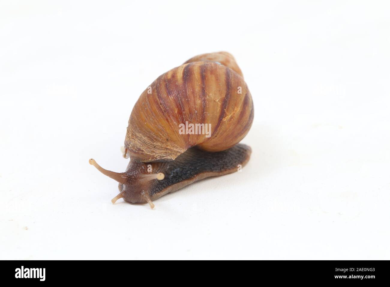Giant African Land Snail Achatina Fulica Isolated On A White