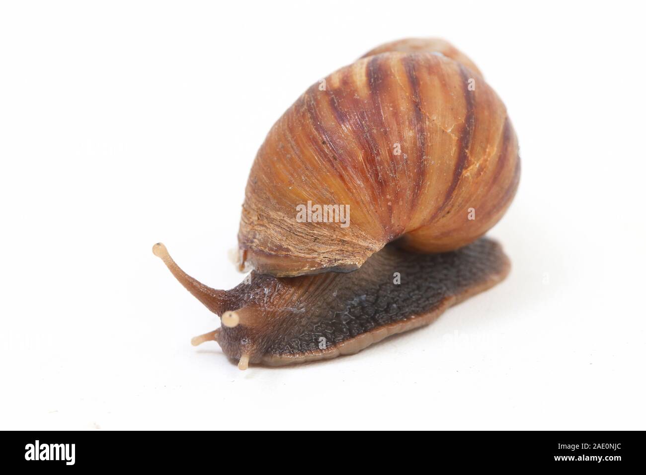 Giant African land snail (Achatina fulica) isolated on a white ...