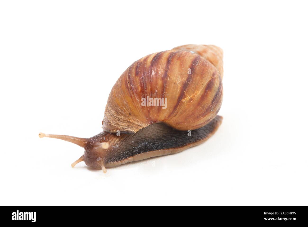Giant African land snail (Achatina fulica) isolated on a white ...