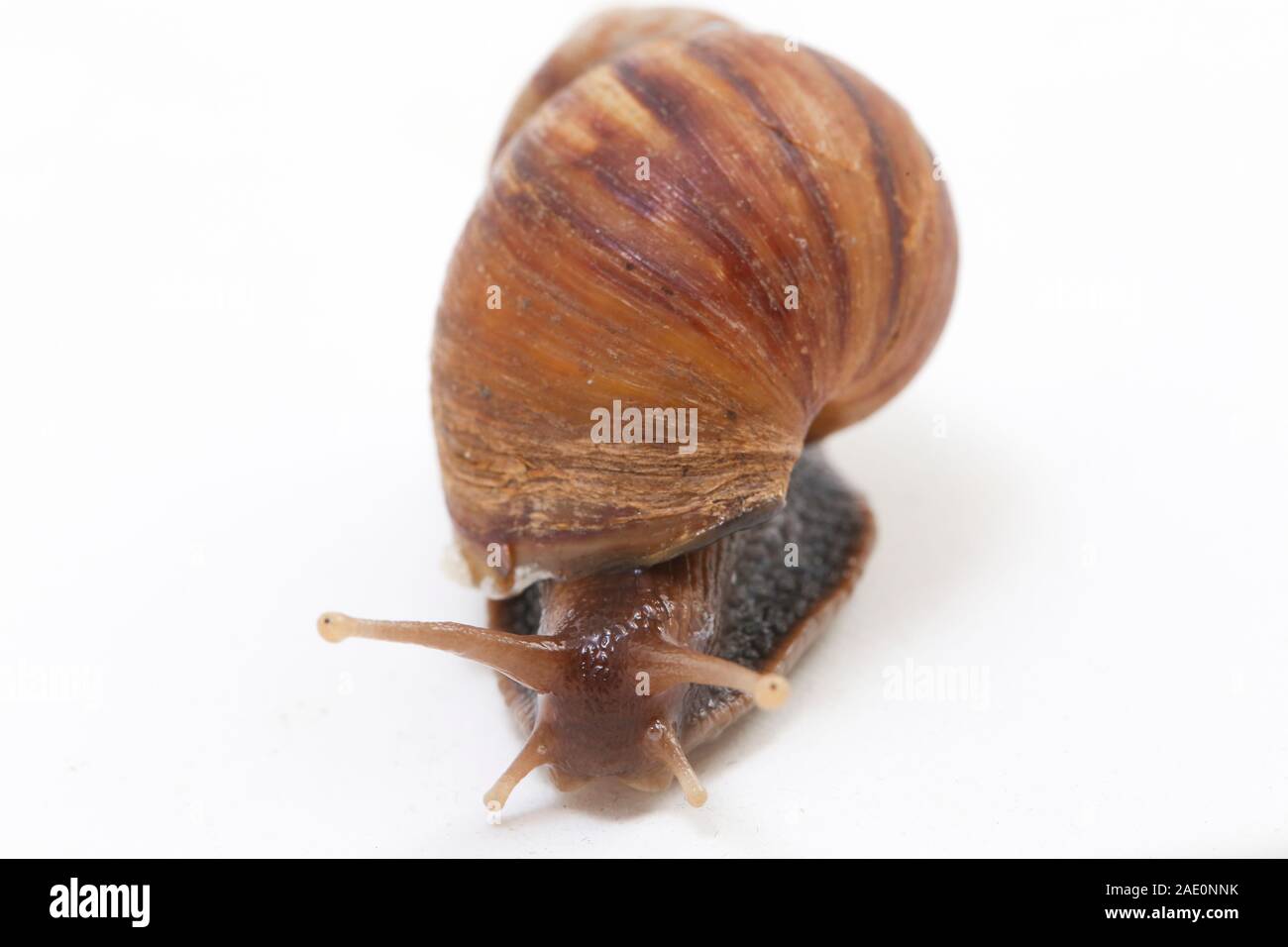 Giant African land snail (Achatina fulica) isolated on a white ...