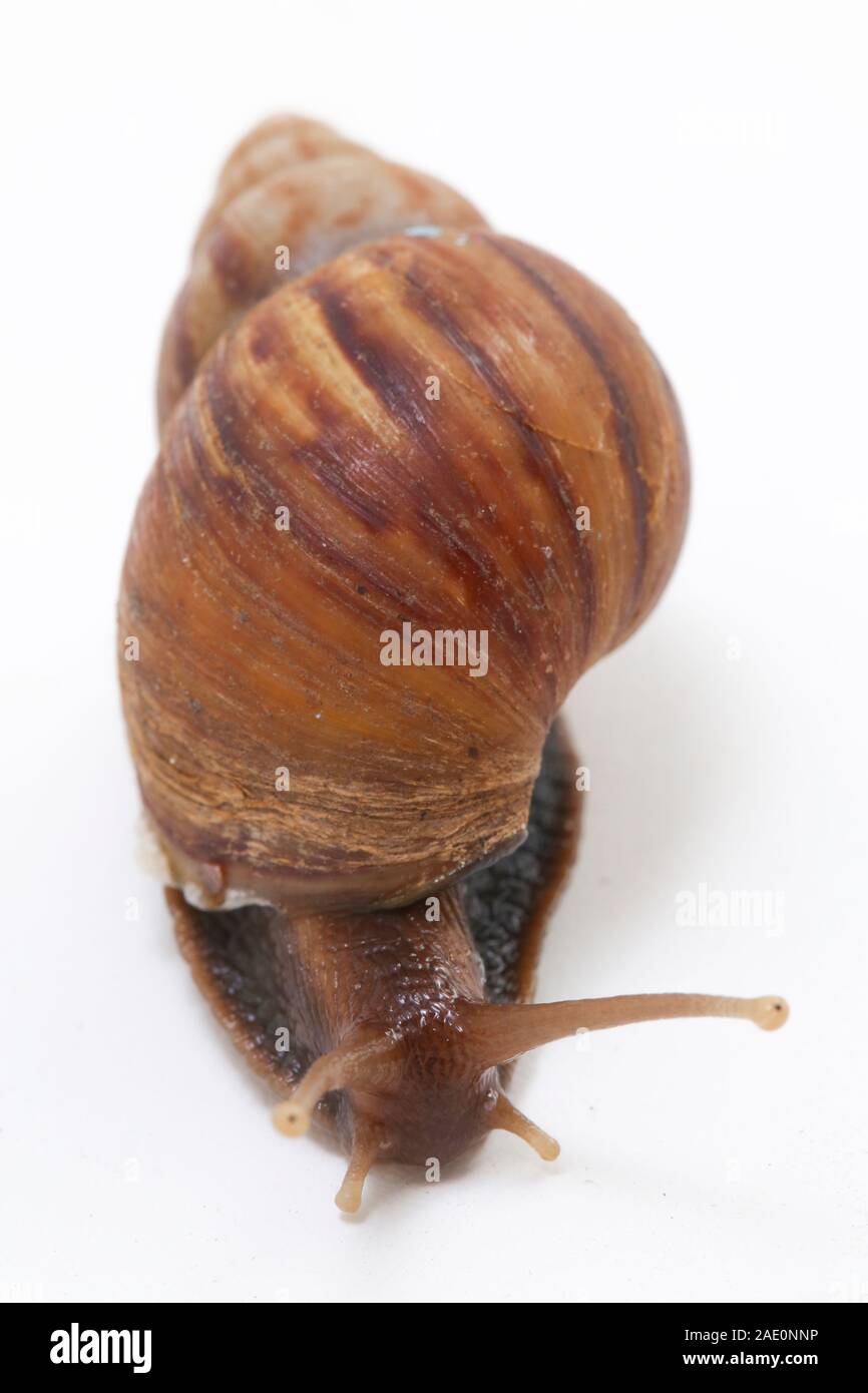 Giant African land snail (Achatina fulica) isolated on a white ...