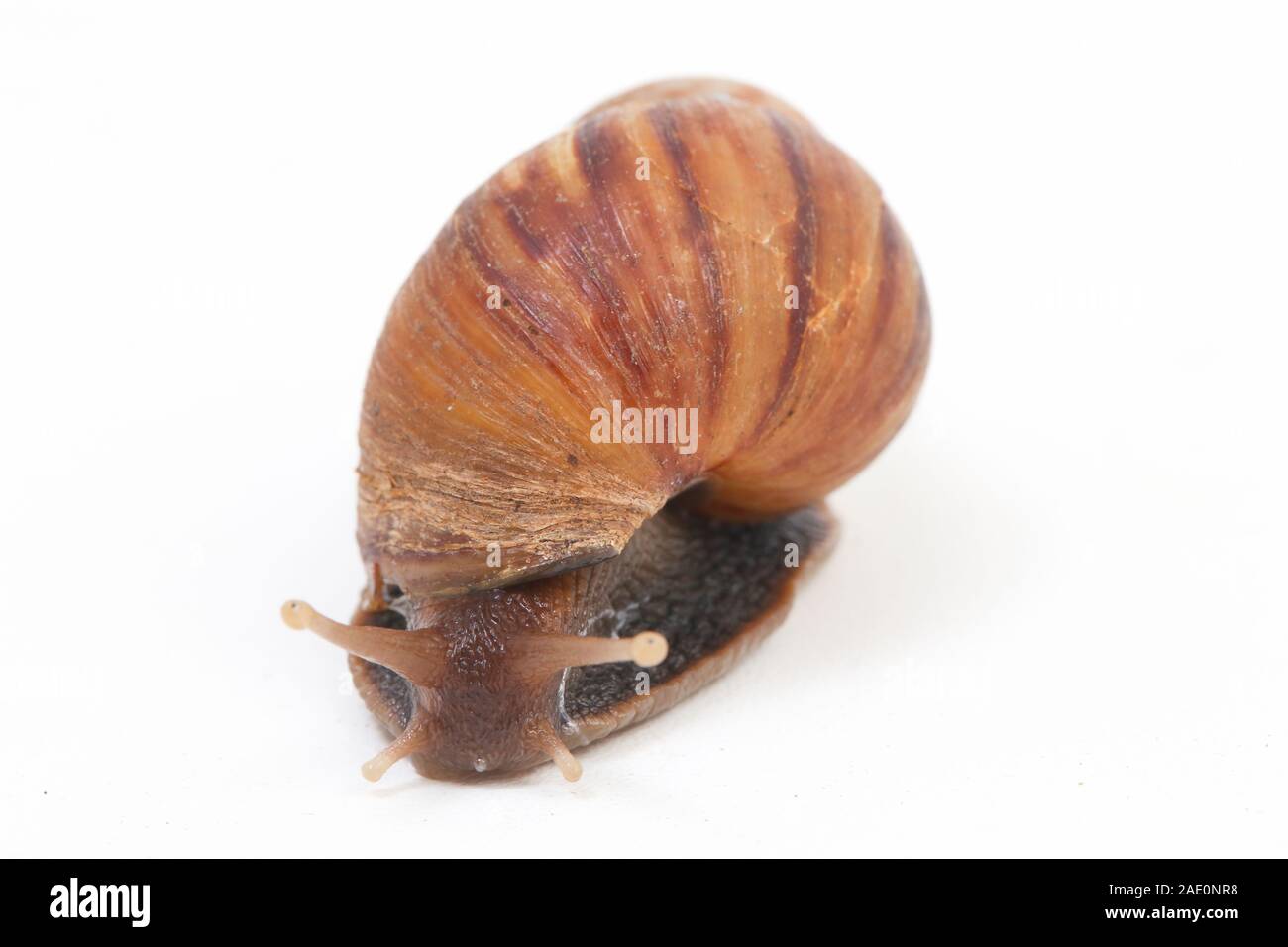 Giant African land snail (Achatina fulica) isolated on a white ...