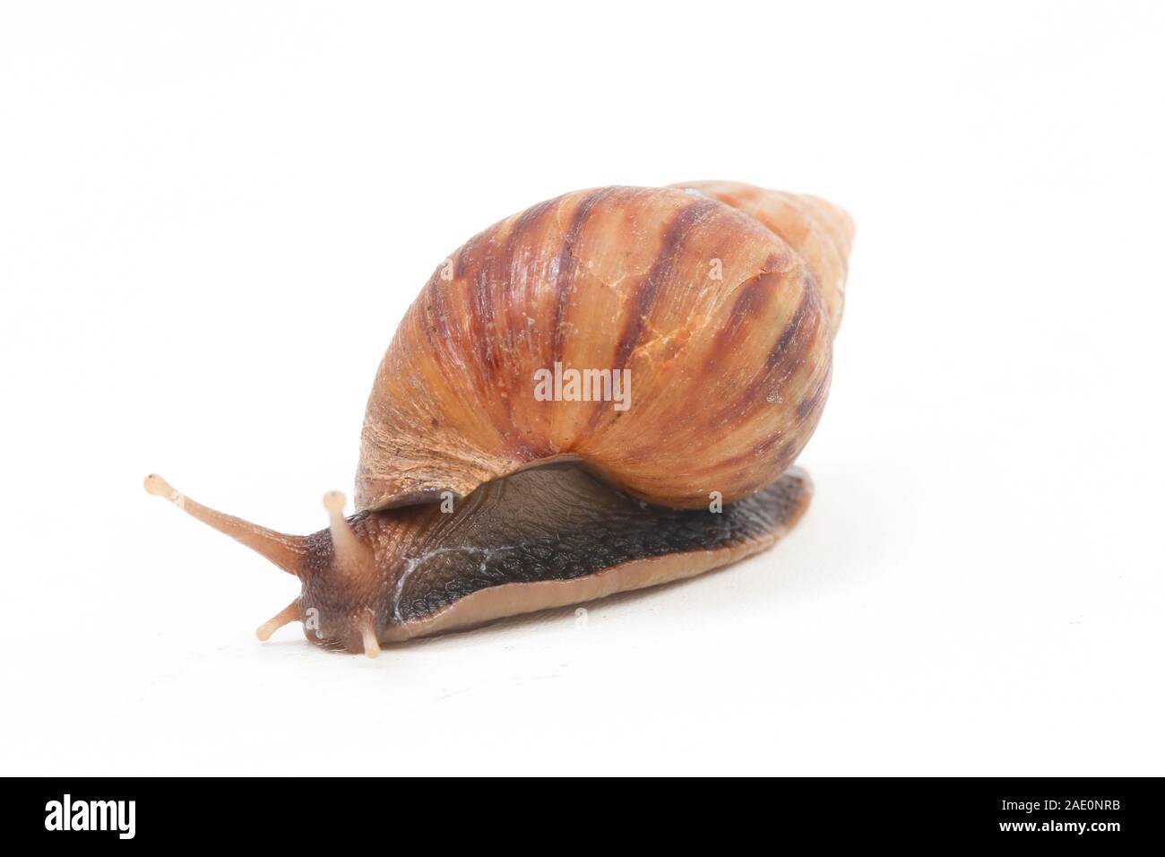 Giant African land snail (Achatina fulica) isolated on a white ...
