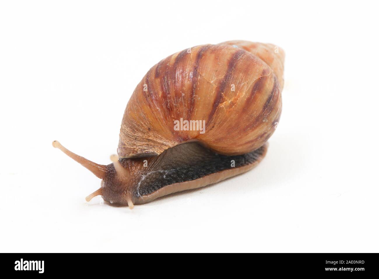 Giant African land snail (Achatina fulica) isolated on a white ...