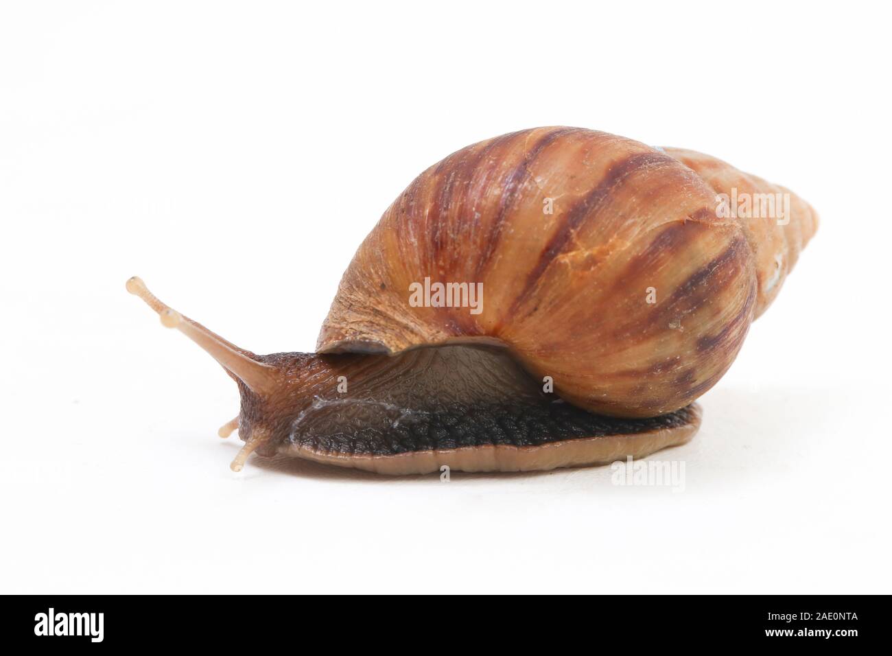 Giant African land snail (Achatina fulica) isolated on a white ...