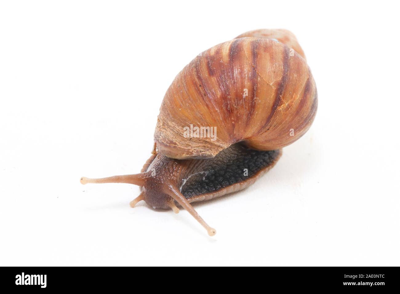 Giant African land snail (Achatina fulica) isolated on a white ...
