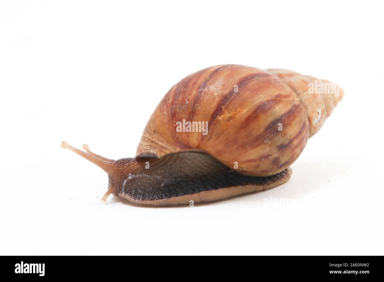 Giant African land snail (Achatina fulica) isolated on a white ...