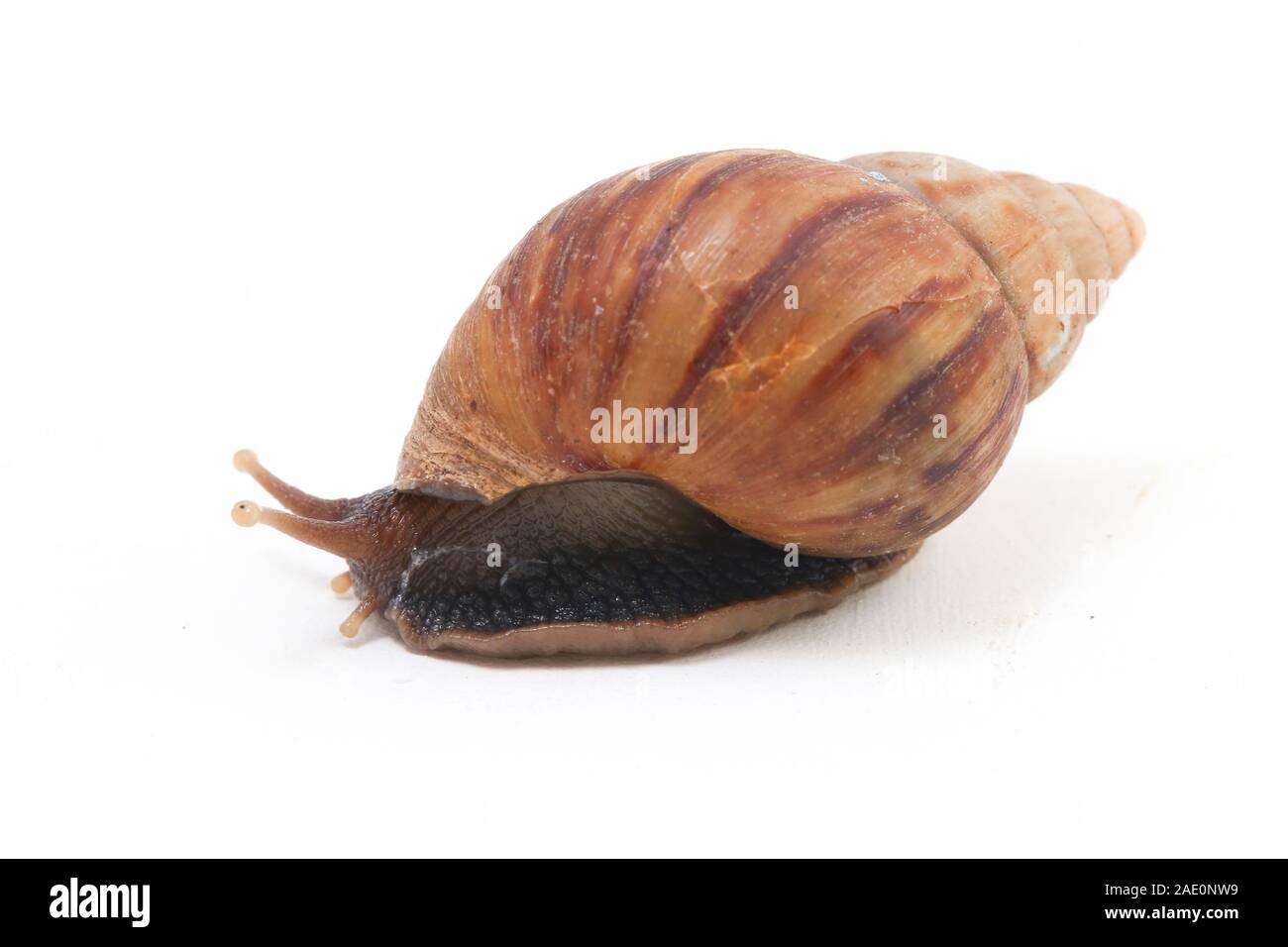 Giant African land snail (Achatina fulica) isolated on a white ...