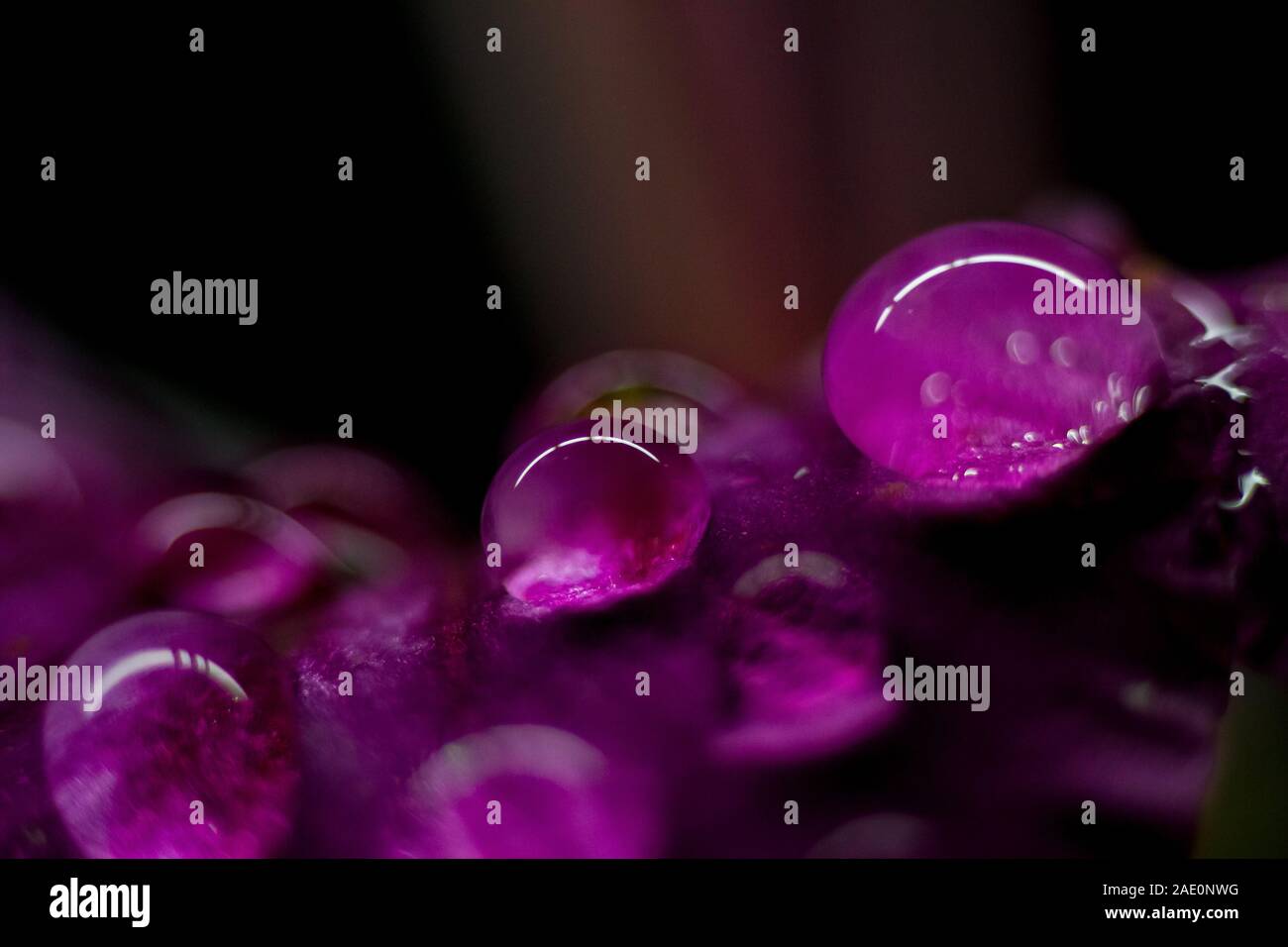 Water Drops Dew High Resolution Stock Photography and Images - Alamy