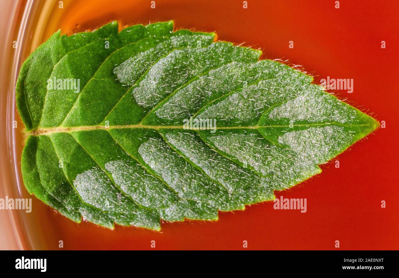 Leaf of menthol in glass of tea Stock Photo - Alamy